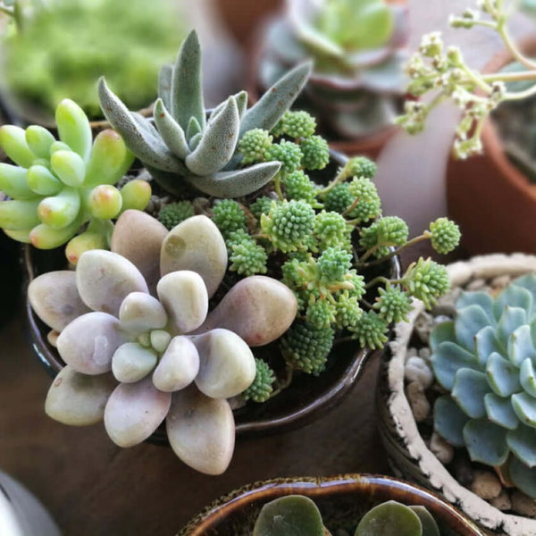 Toronto Blooms Plant Subscription | Succulents & Cacti - America ...