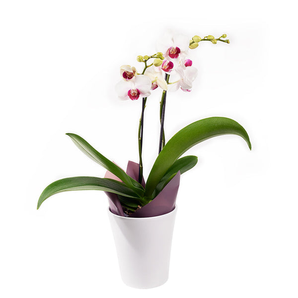 Lavish Exotic Orchid Plant – Orchid Gifts – Blooms America delivery ...