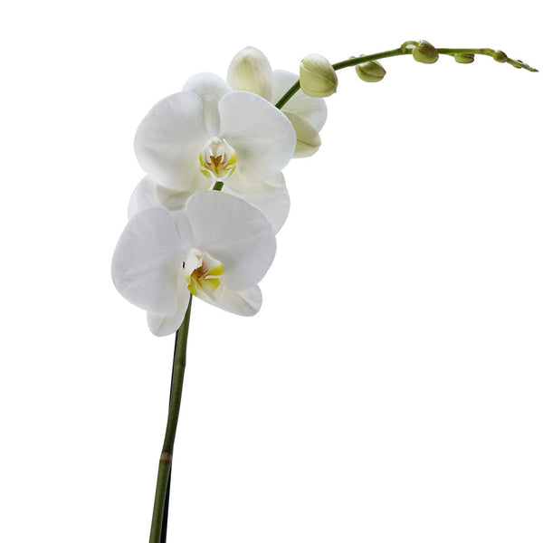 Orchid Plant | Pure & Simple Exotic Orchid Plant - America Delivery ...